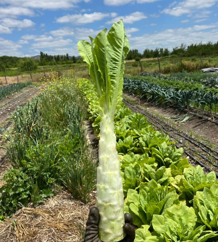 Celtuce | El Borde